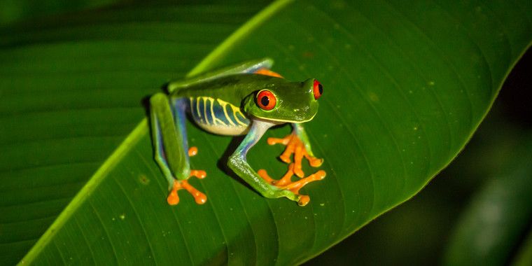 Join the 800 Frogs Photo Contest and win Your Choice Of Prize - VIEWBUG.com